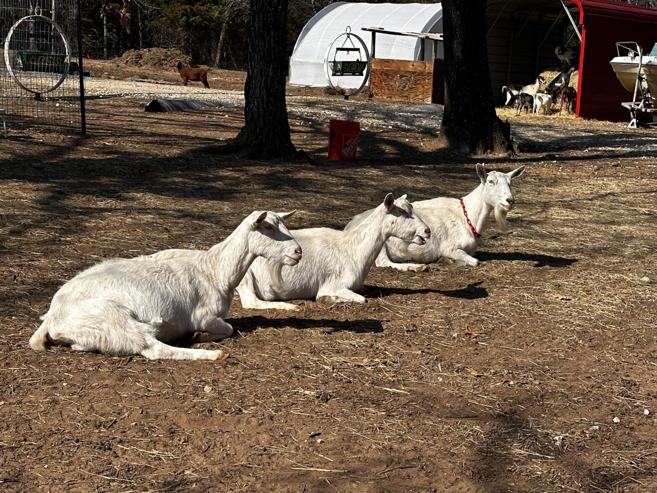 A Complete Guide to Kidding Season - Merry Meadows Farm