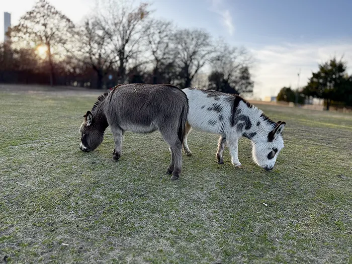 Stop at Merry Meadows on Your Lake Texoma Trip - Merry Meadows Farm